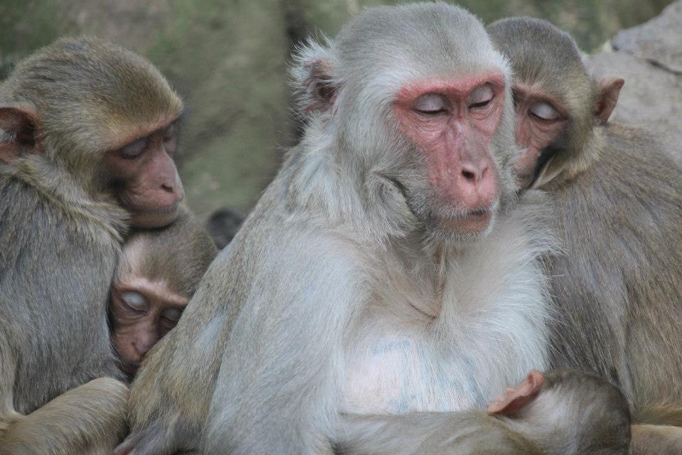 Behaviour | Macaques